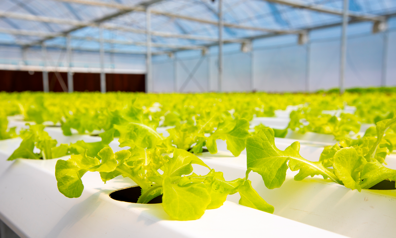 Cultivos hidropónicos: qué son, tipos y ventajas de este sistema